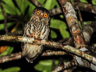 Papuan Hawk-Owl - eBird