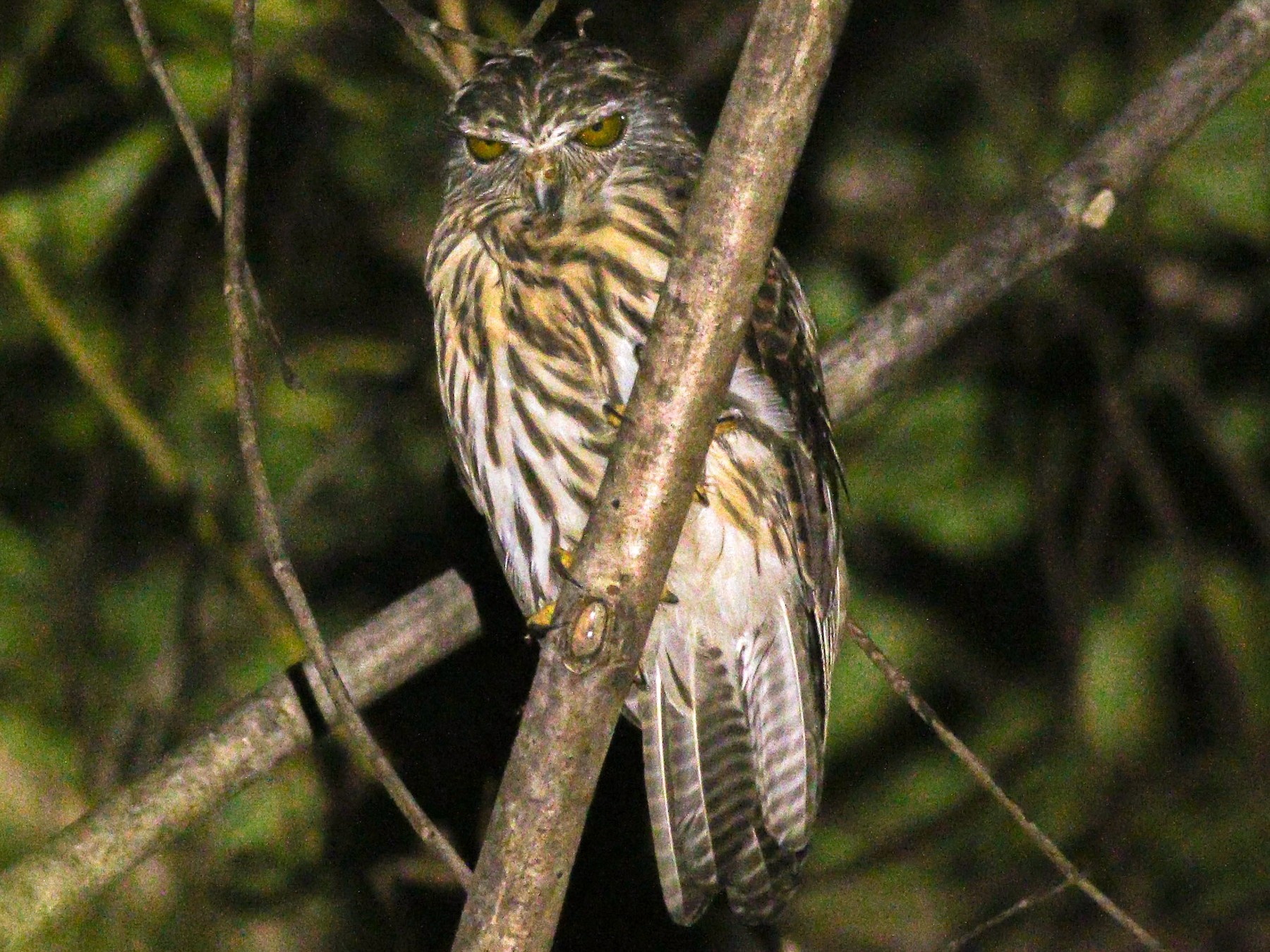 Papuan Hawk-Owl - eBird