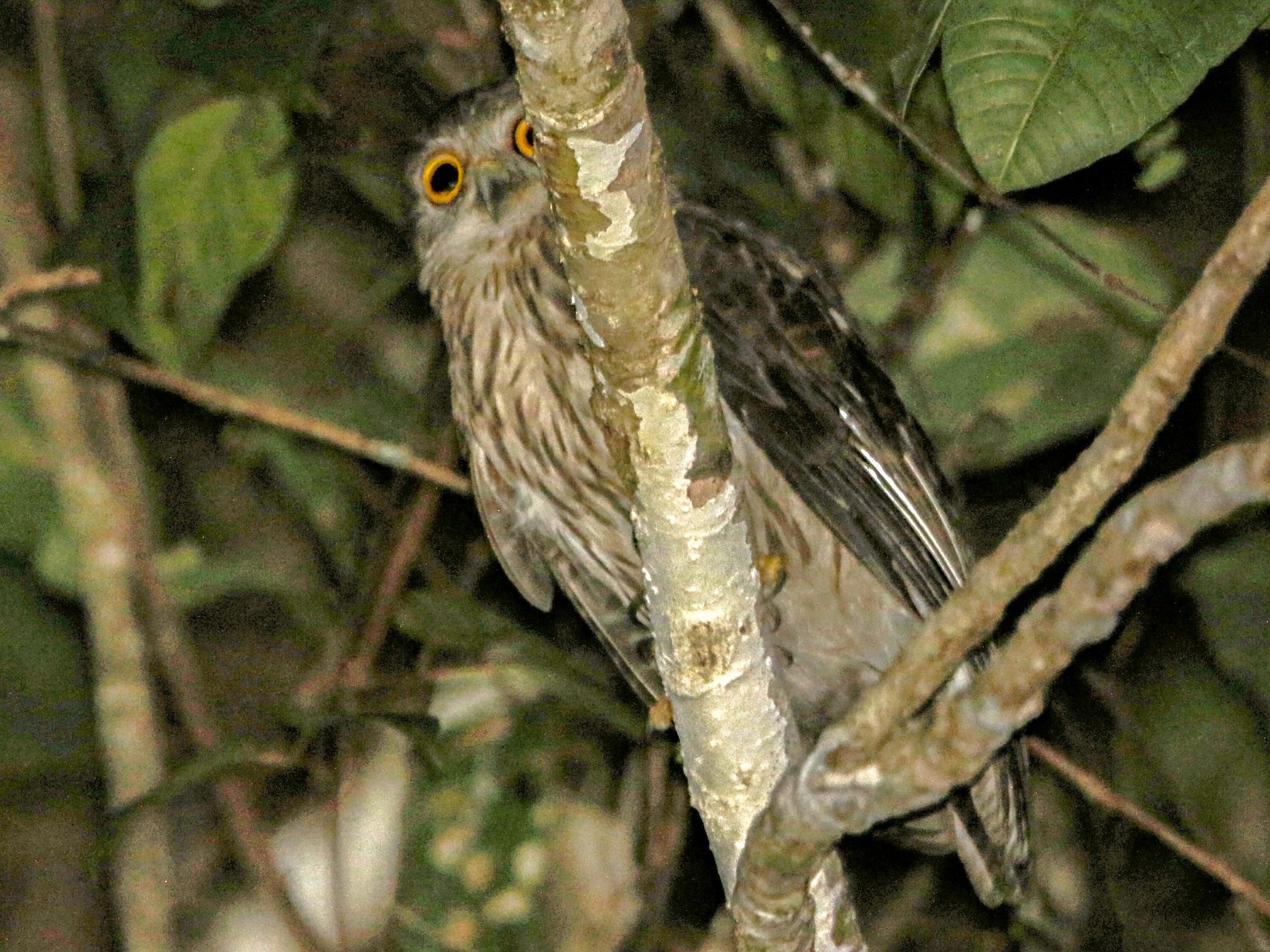 Ninoxe papoue - eBird