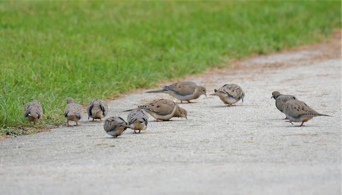 eBird Checklist - 14 Sep 2020 - Mount Emblem Cemetery, Elmhurst - 24 ...