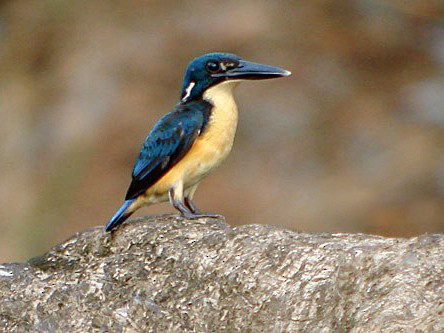 Bismarck Kingfisher - Ceyx websteri - Birds of the World