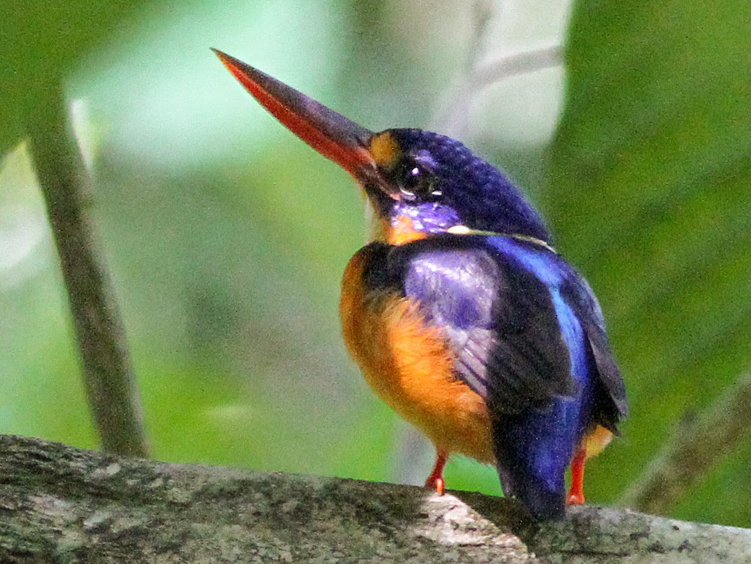 New Britain Dwarf-Kingfisher - eBird