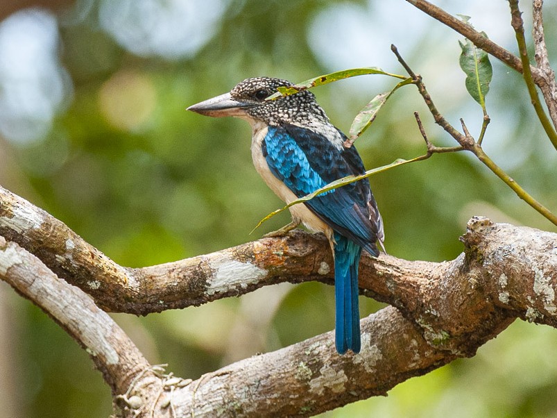 Spangled Kookaburra - eBird
