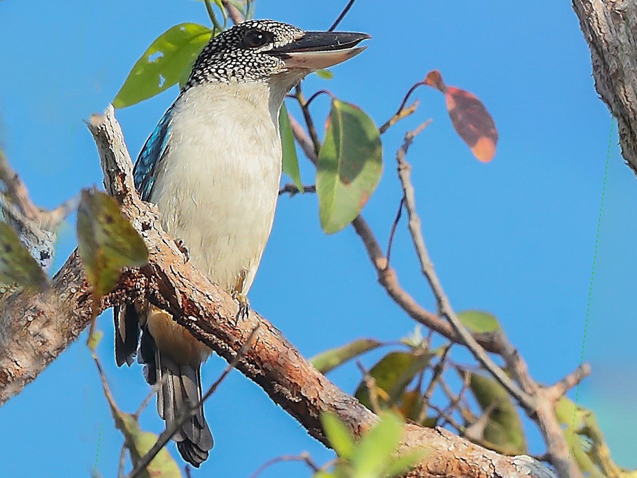 Spangled Kookaburra - eBird