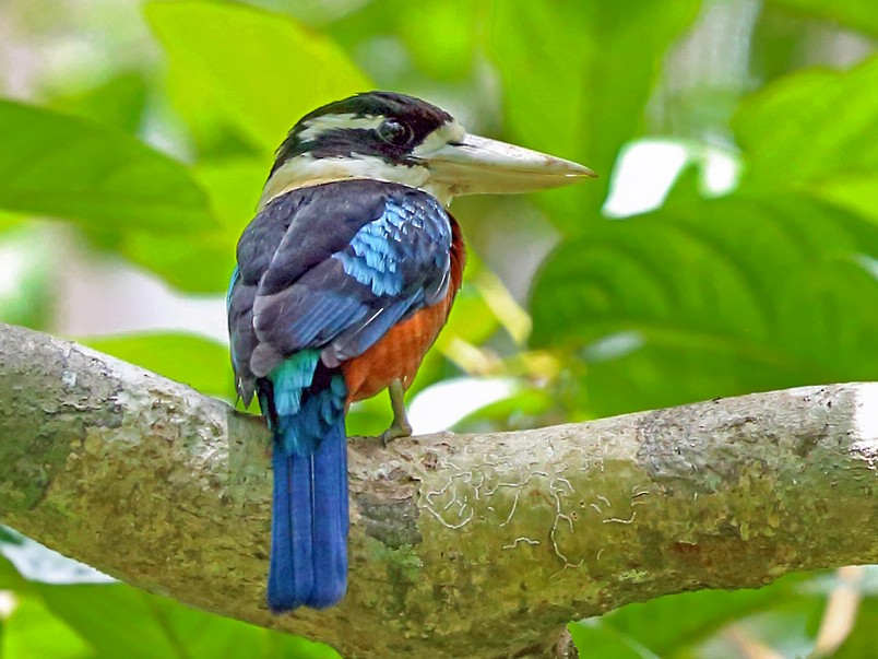 Rufous-bellied Kookaburra - eBird