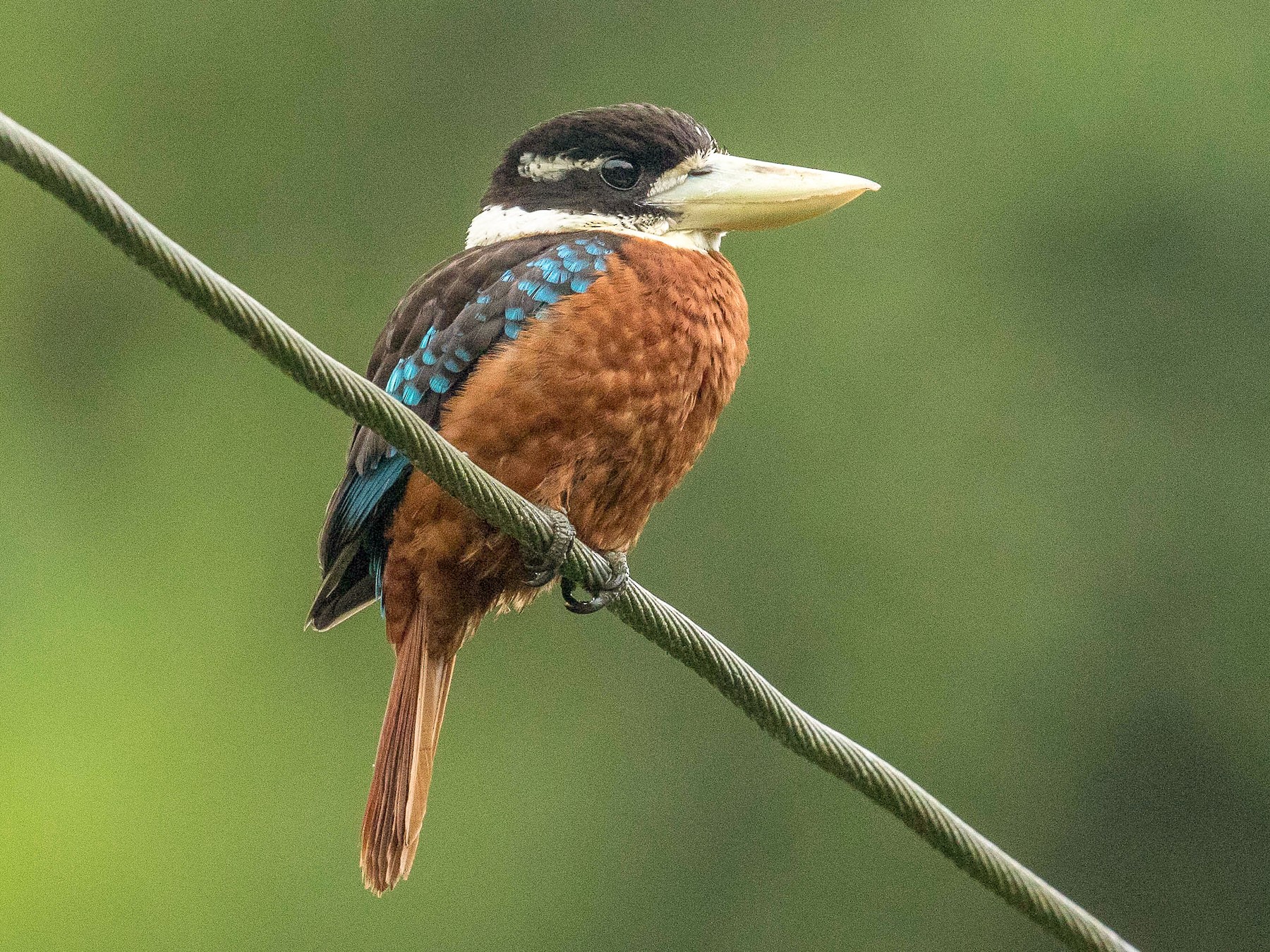Rufous-bellied Kookaburra - eBird