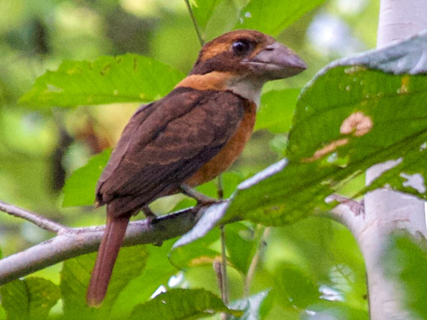 Shovel-billed Kookaburra - eBird