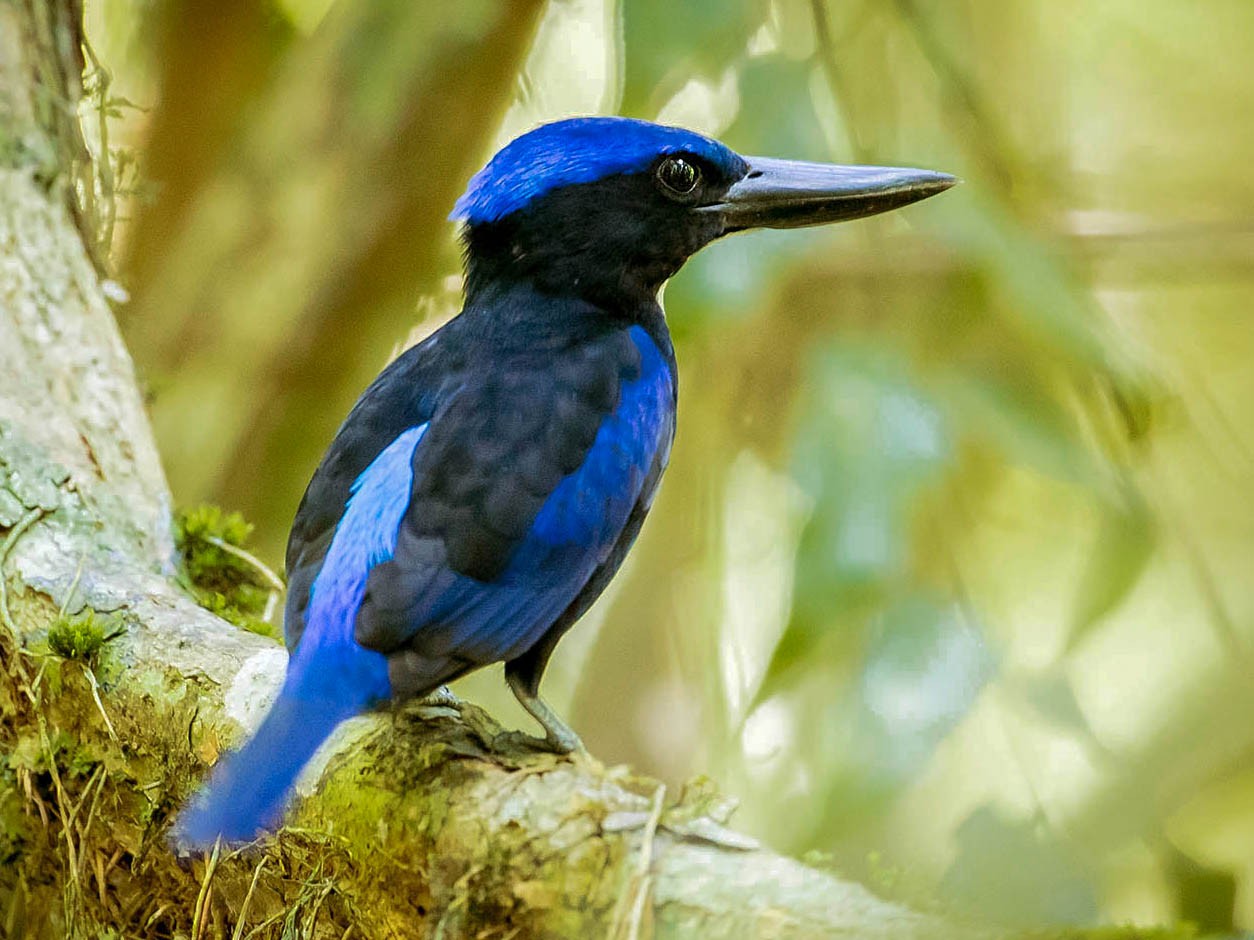 Blue-black Kingfisher - eBird