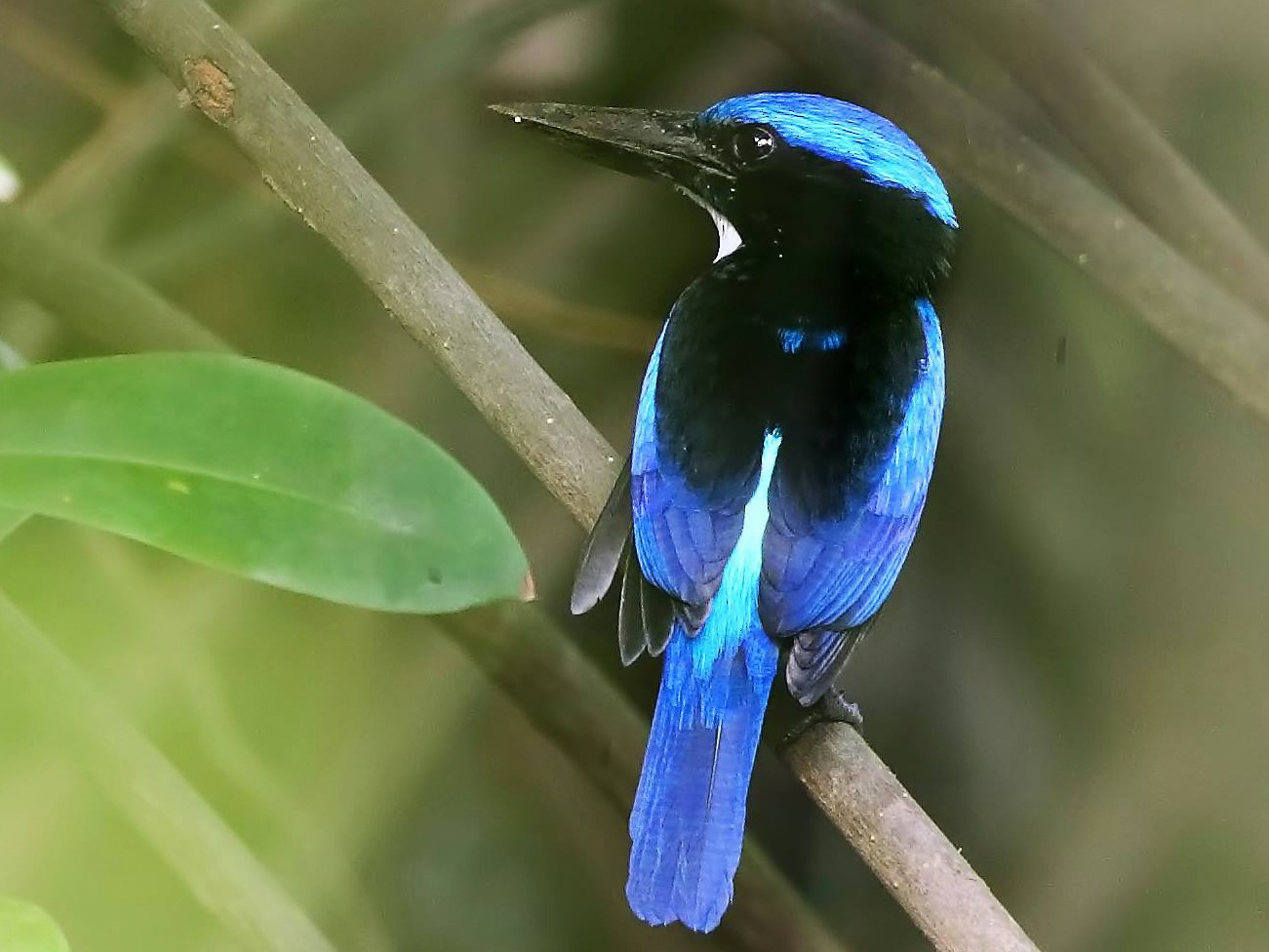 Blue-black Kingfisher - eBird