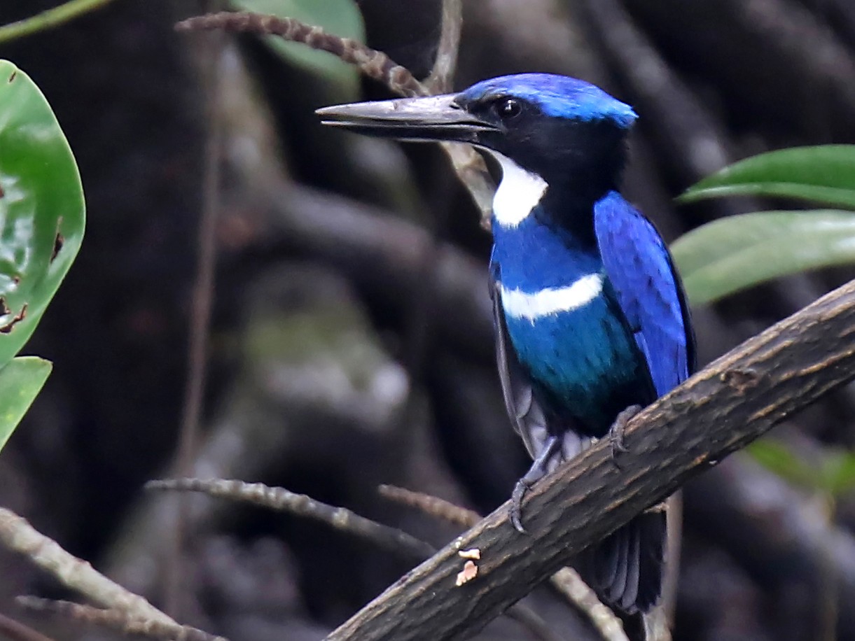 Blue-black Kingfisher - eBird