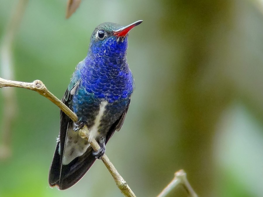 Sapphire-spangled Emerald - eBird
