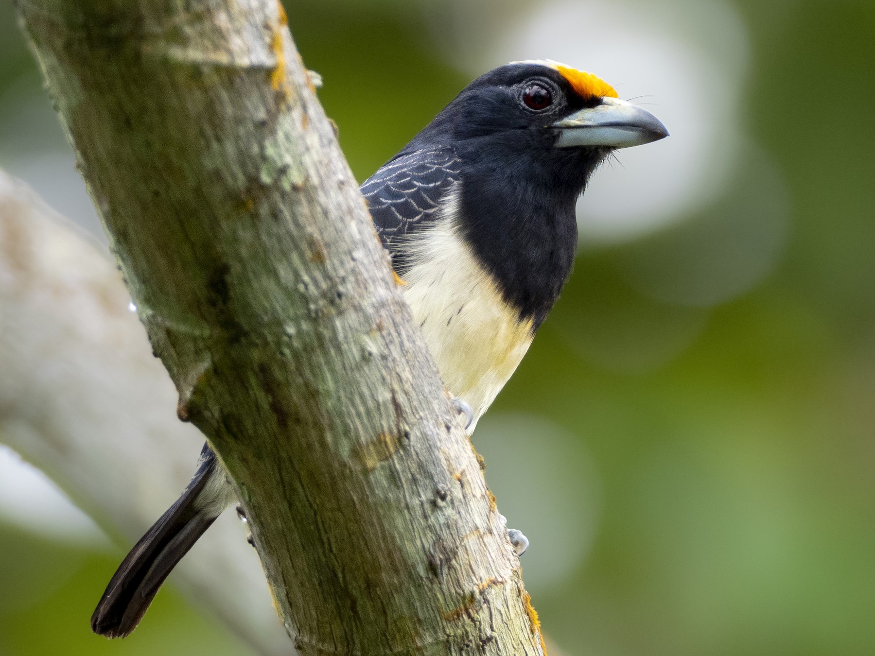 Orange-fronted Barbet - eBird