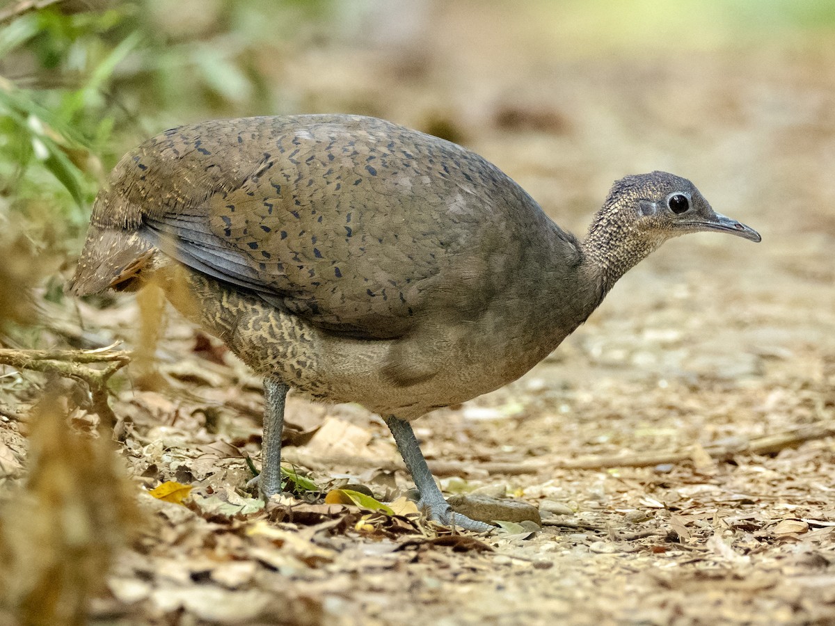 Great Tinamou - Tinamus major - Birds of the World