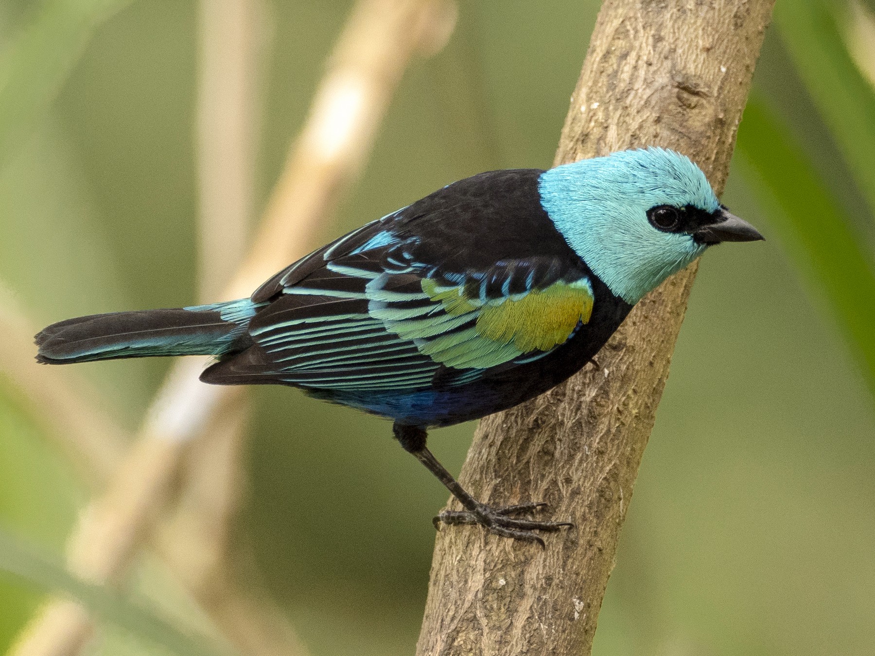 Blue-necked Tanager - eBird