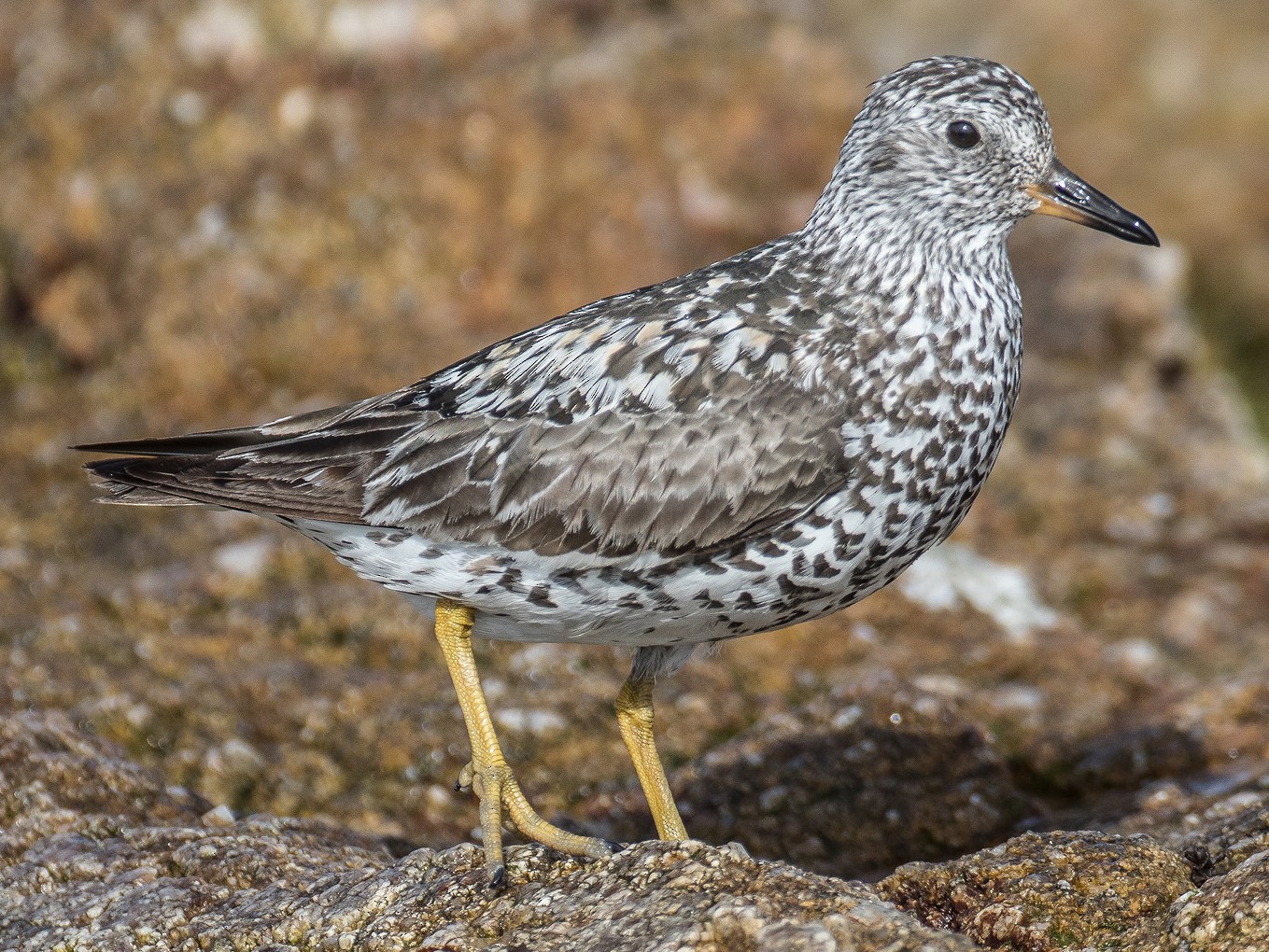 Surfbird - eBird