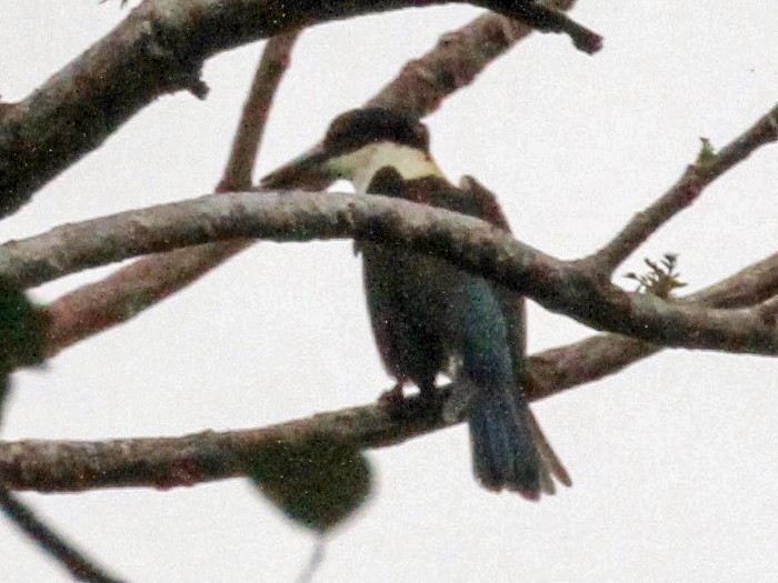 Islet Kingfisher - eBird