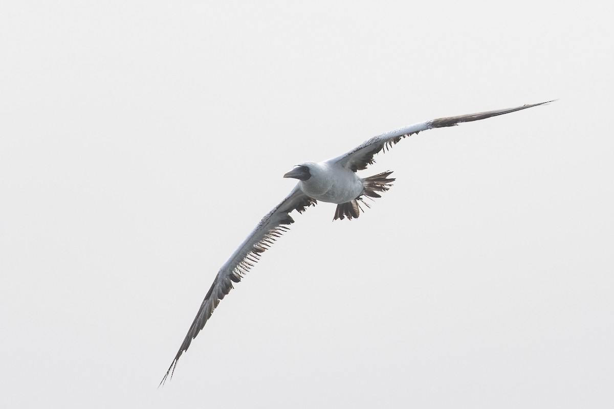 eBird Checklist - 15 Sep 2020 - Cape May (Cold Spring) Inlet - 23 ...