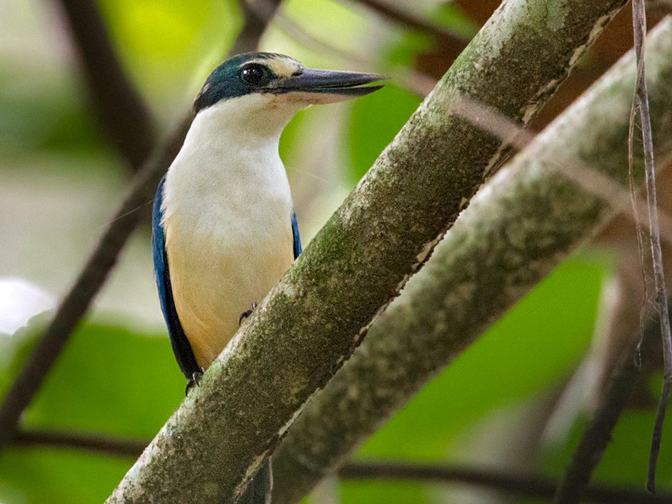 Martin-chasseur de Tristram - eBird