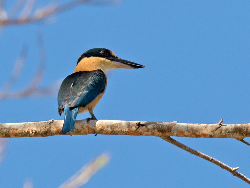 Martin-chasseur de Tristram - eBird