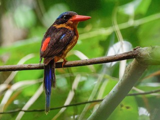 Red-breasted Paradise-Kingfisher - eBird