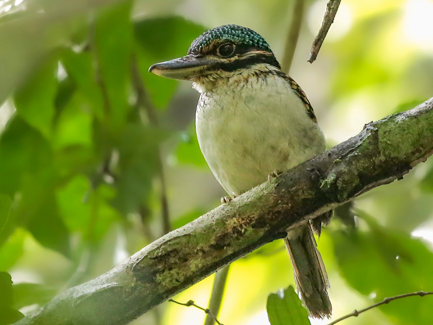 Hook-billed Kingfisher - eBird