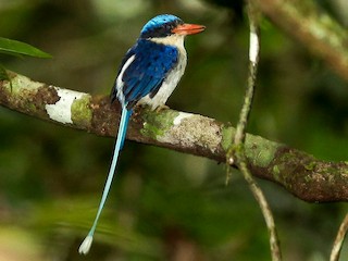 Little Paradise-Kingfisher - eBird