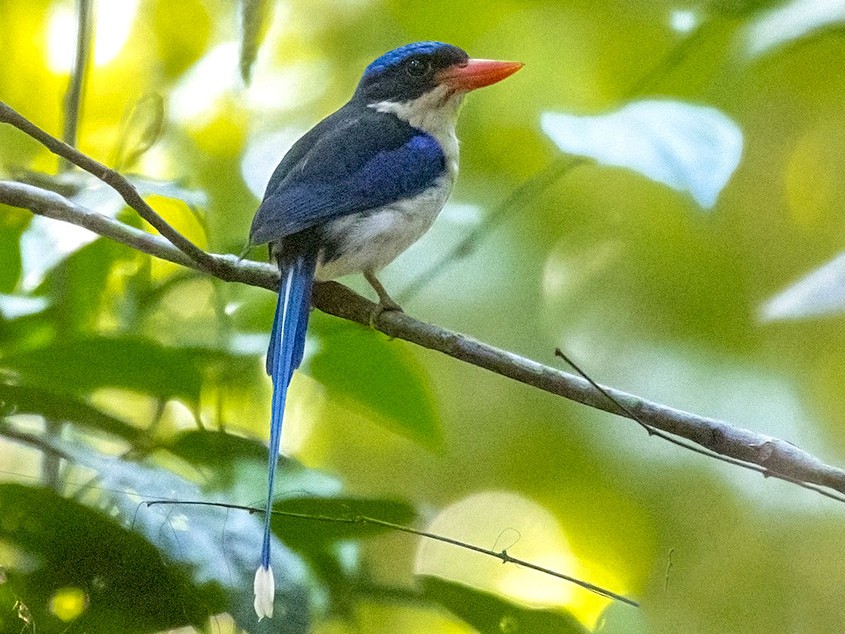Alción colilargo de las Aru - eBird