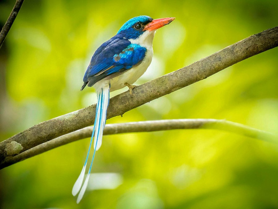 Common Paradise-Kingfisher - eBird