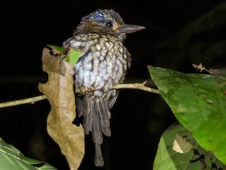 Common Paradise-Kingfisher - eBird
