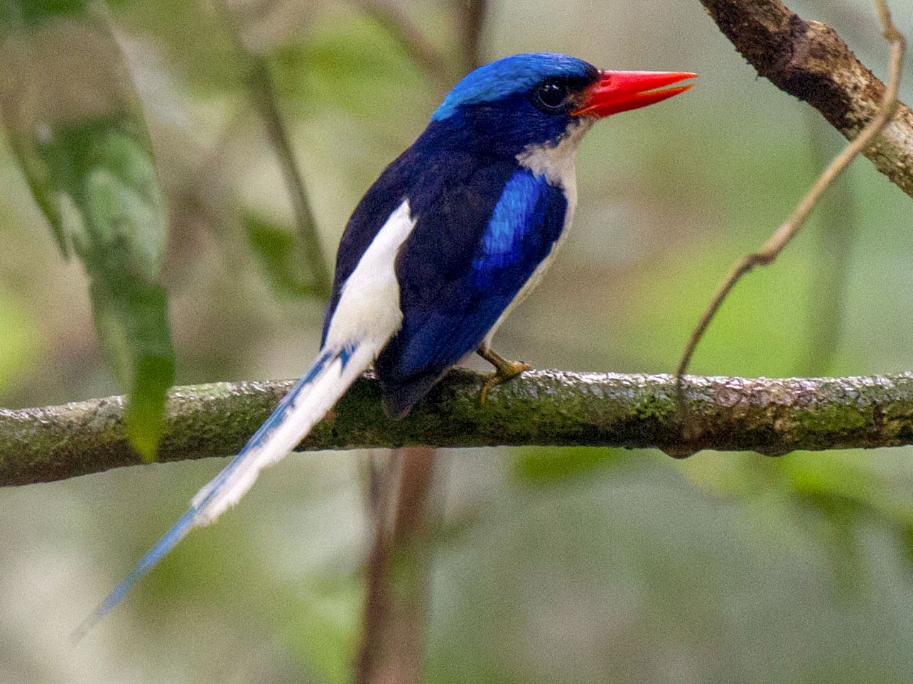 Martin-chasseur à longs brins - eBird