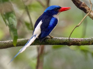 Common Paradise-Kingfisher - eBird