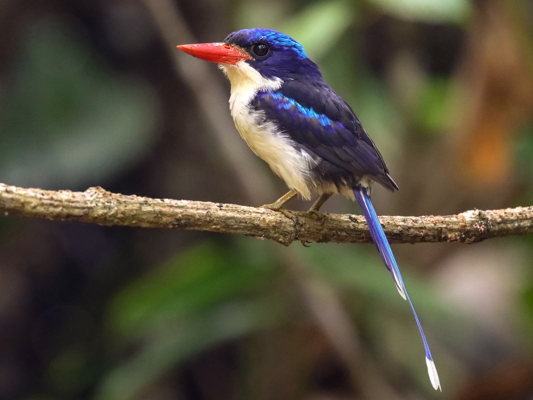 Martin-chasseur à longs brins - eBird