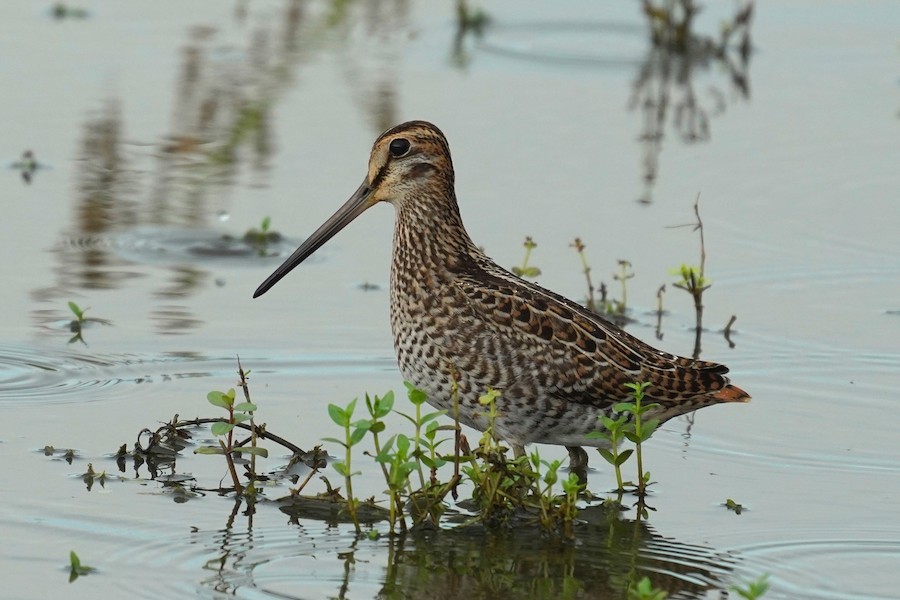 นกปากซ่อมหางเข็ม/นกปากซ่อมสวินโฮ - eBird