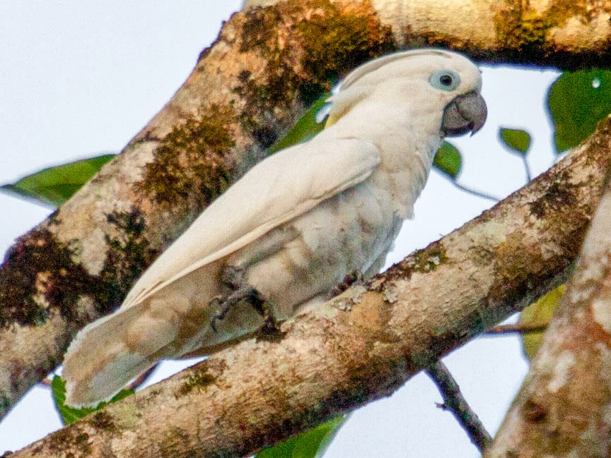 Blue-eyed Cockatoo - eBird