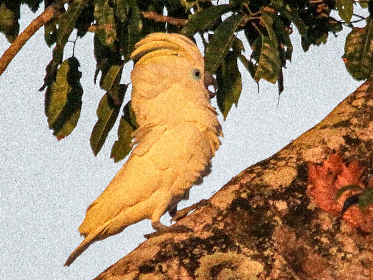 Blue-eyed Cockatoo - eBird