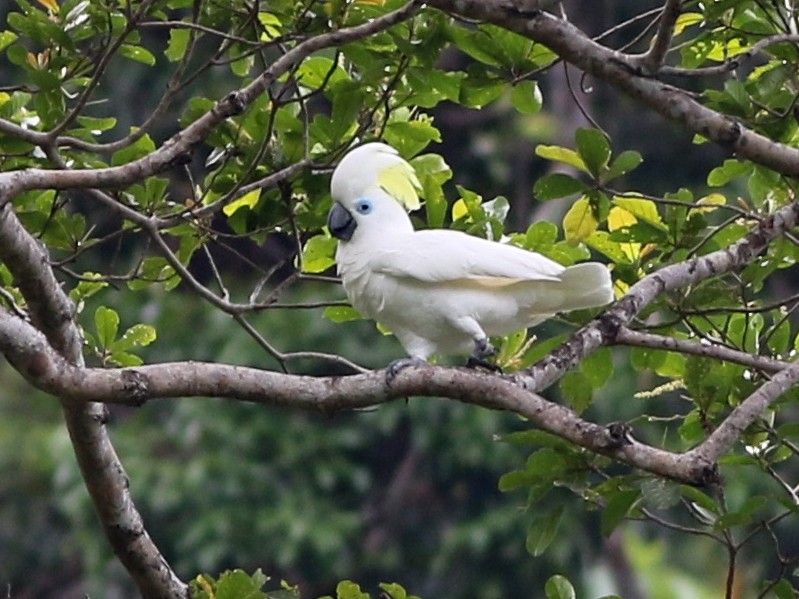 Blue Cockatoo Bird