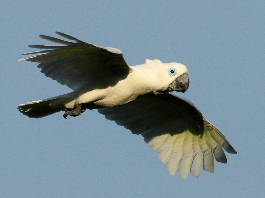 Norwegian Blue Cockatoo