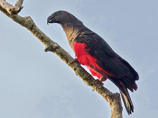 Pesquet's Parrot - eBird