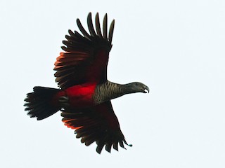 Pesquet's Parrot - eBird