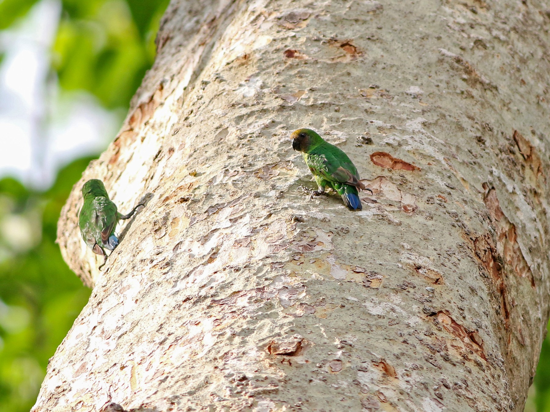 Yellow-capped Pygmy-Parrot - eBird