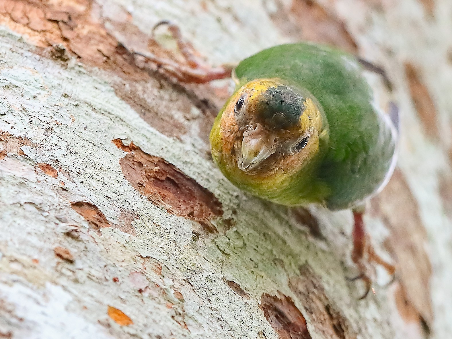 Buff-faced Pygmy-Parrot - eBird