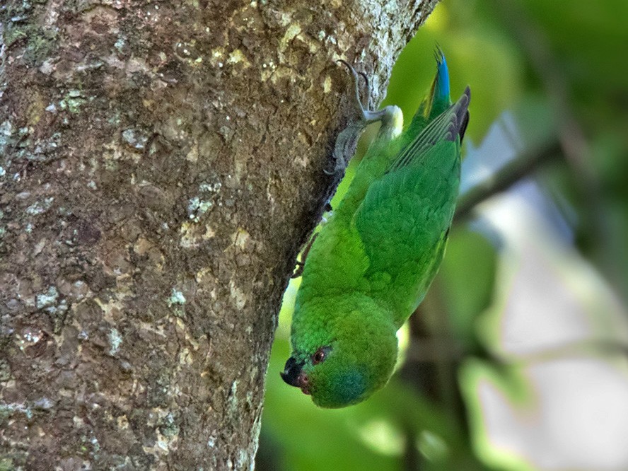 Finsch's Pygmy Parrot - eBird