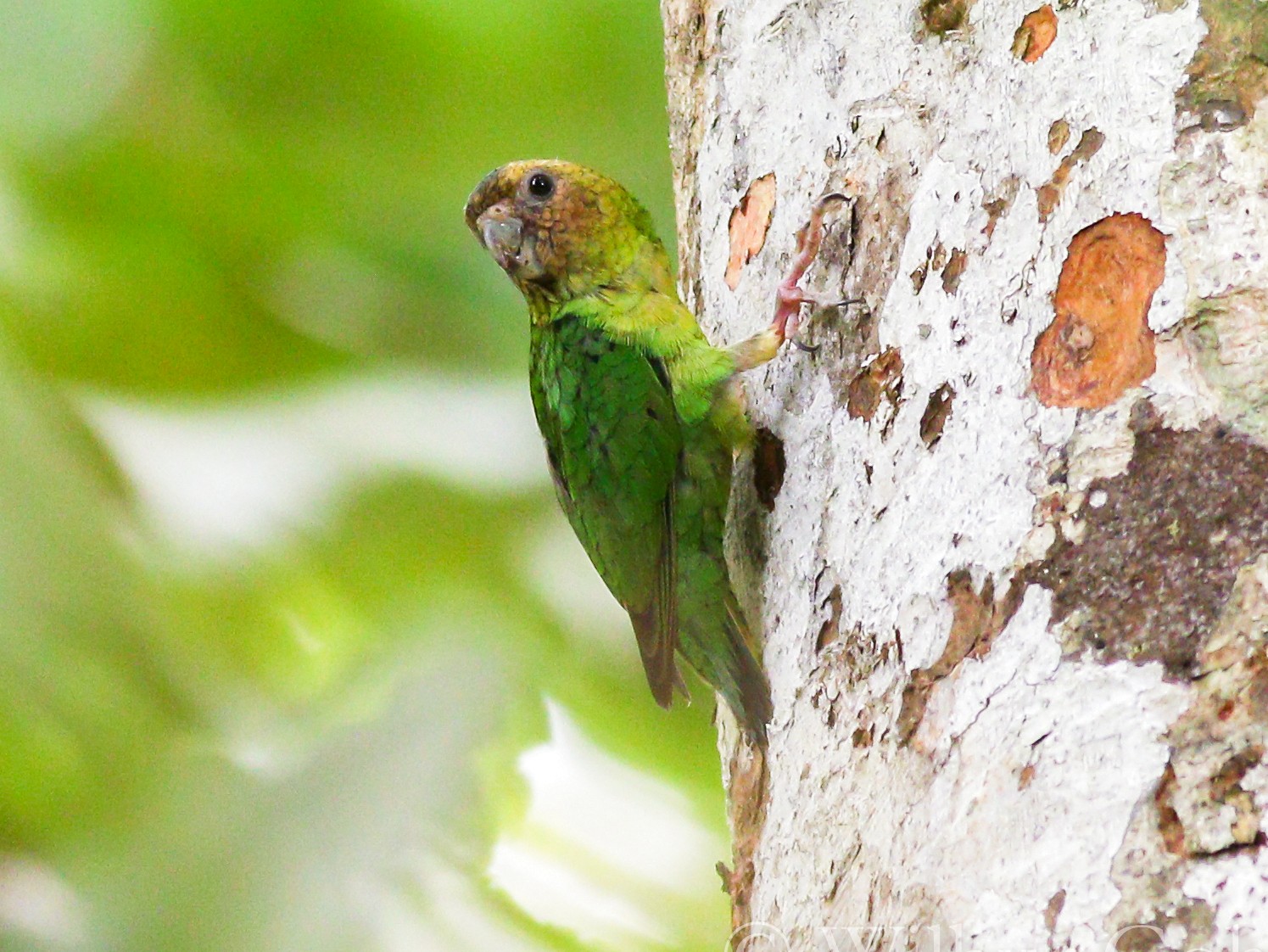 Buff-faced Pygmy-Parrot - eBird