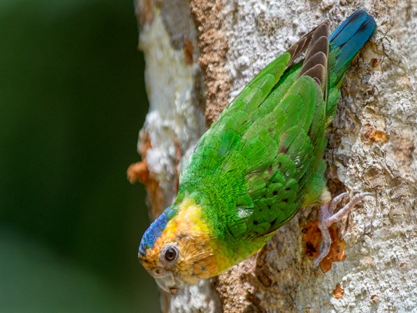Buff-faced Pygmy-Parrot - eBird