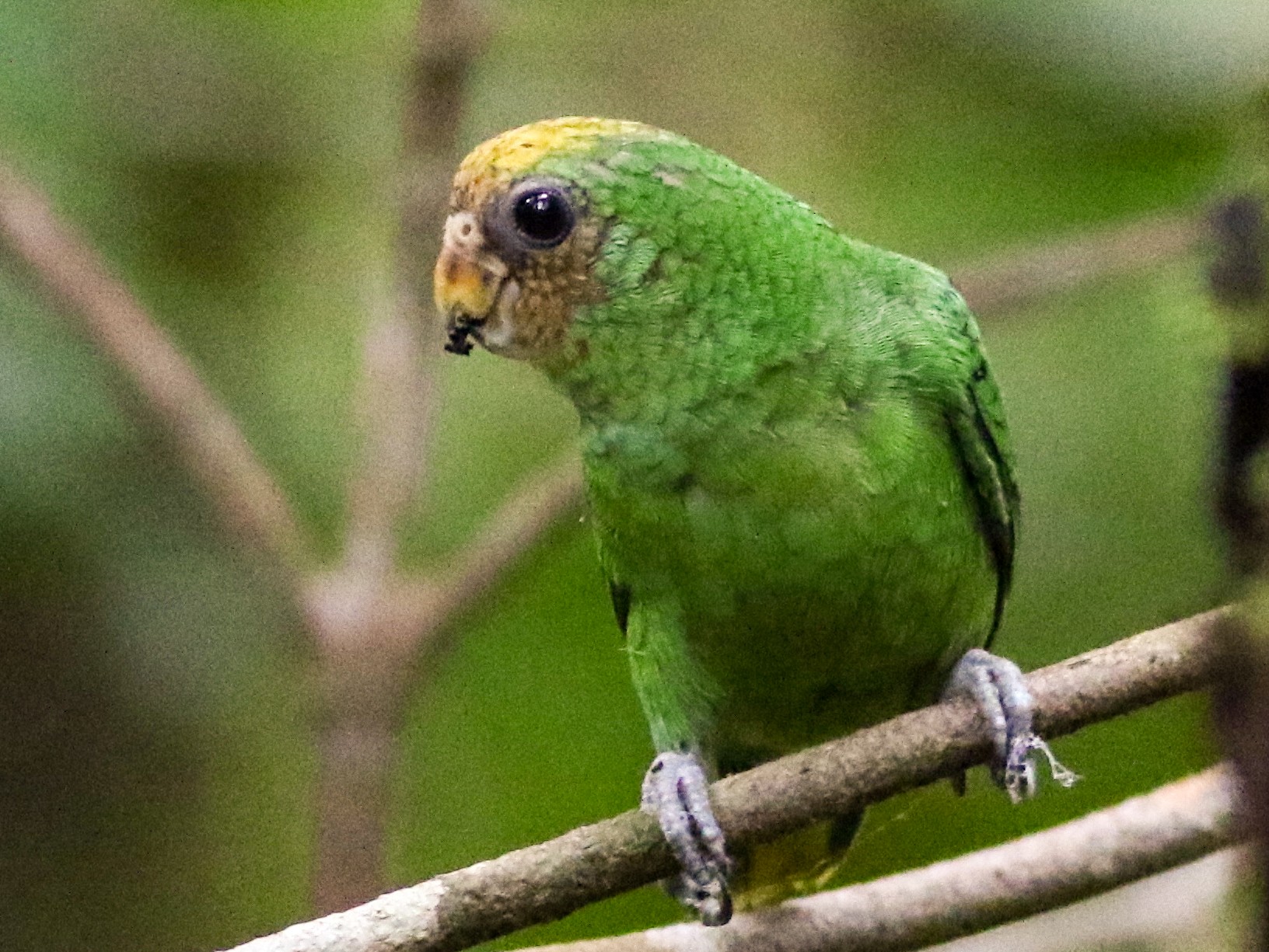 Yellow-capped Pygmy-Parrot - eBird