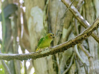 Buff-faced Pygmy-Parrot - eBird
