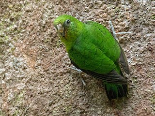 Finsch's Pygmy-Parrot - eBird