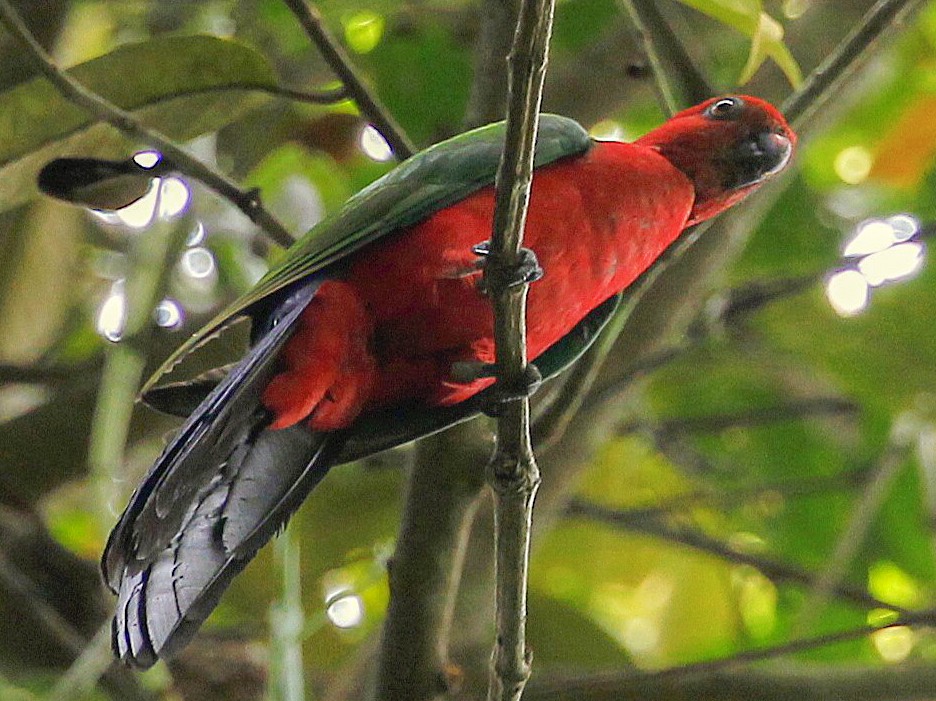 Papuan King-Parrot - eBird