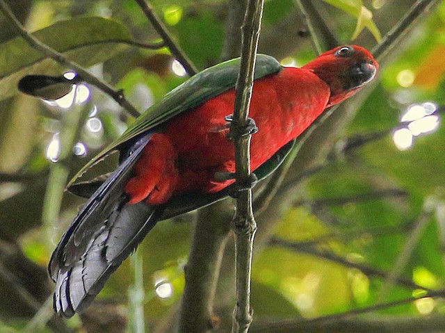 Photos - Papuan King-Parrot - Alisterus chloropterus - Birds of the World