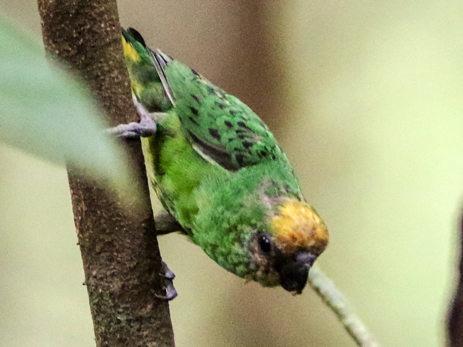 Yellow-capped Pygmy-Parrot - eBird